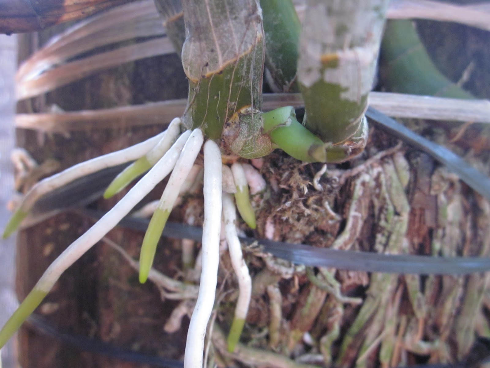 TISSUE CULTURE AND ORCHIDOLOGI: MENGENAL KEANEKARAGAMAN BUNGA ANGGREK