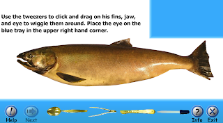 Mrs. Brooks 5th Grade Class : Salmon Study