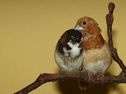 hobby - papagali: Cinteze de Ornament