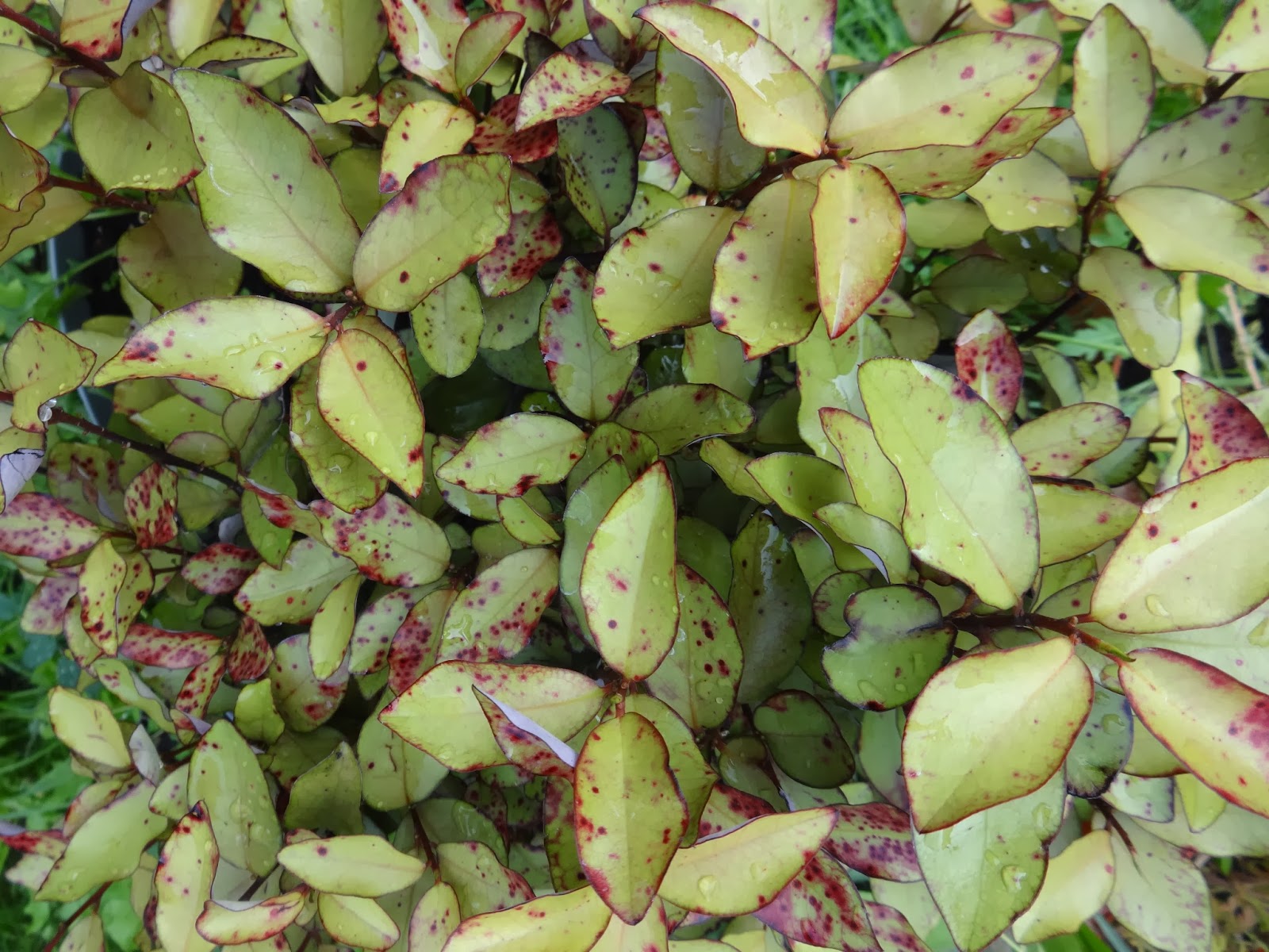 Herbs from Distant Lands: Pseudowintera colorata - Horopito, New ...