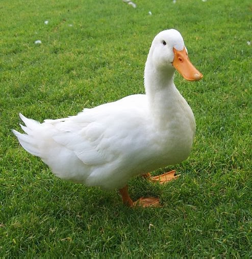 White Duck
