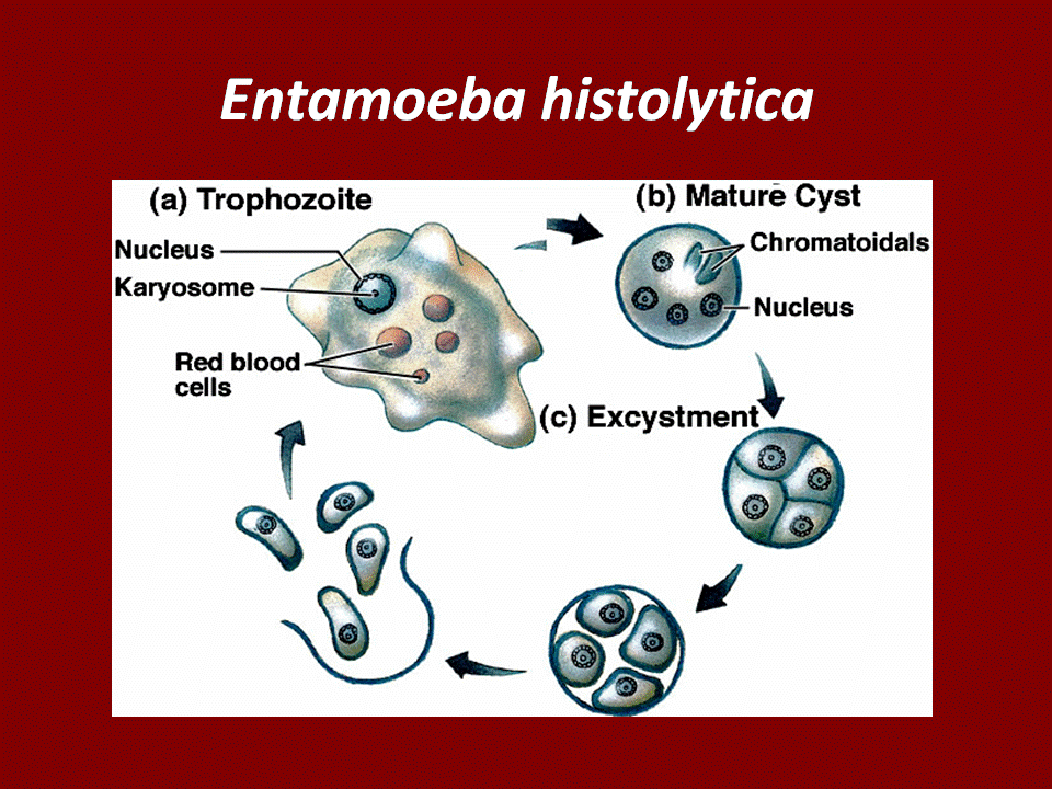 J68: SARCODINOS E INFUSORIOS