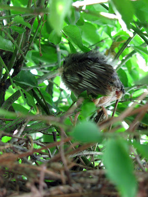 EmJay's Imagination: A Baby Bird Update