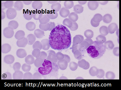 Lab Atlas: Neutrophil Promyelocyte