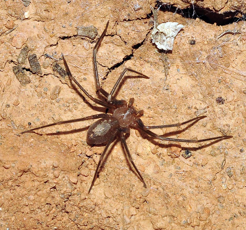 Mundo Natural Faluke: Loxosceles rufescens