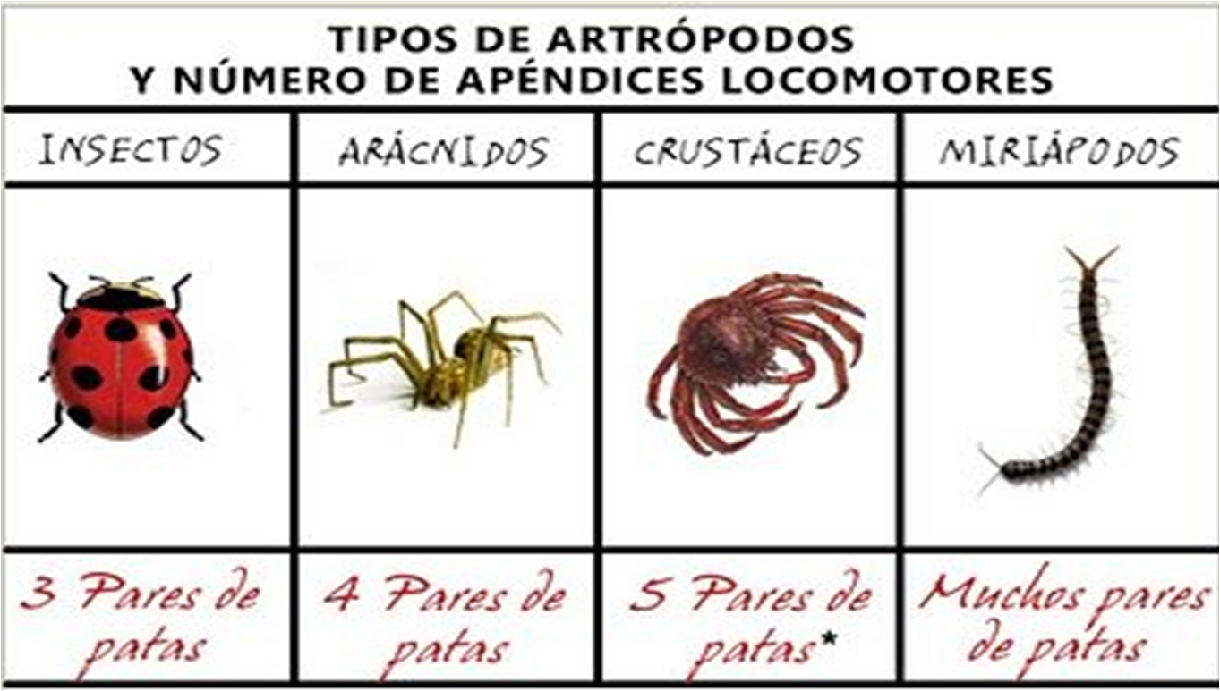 Artrópodos ~ Con-CIENCIA