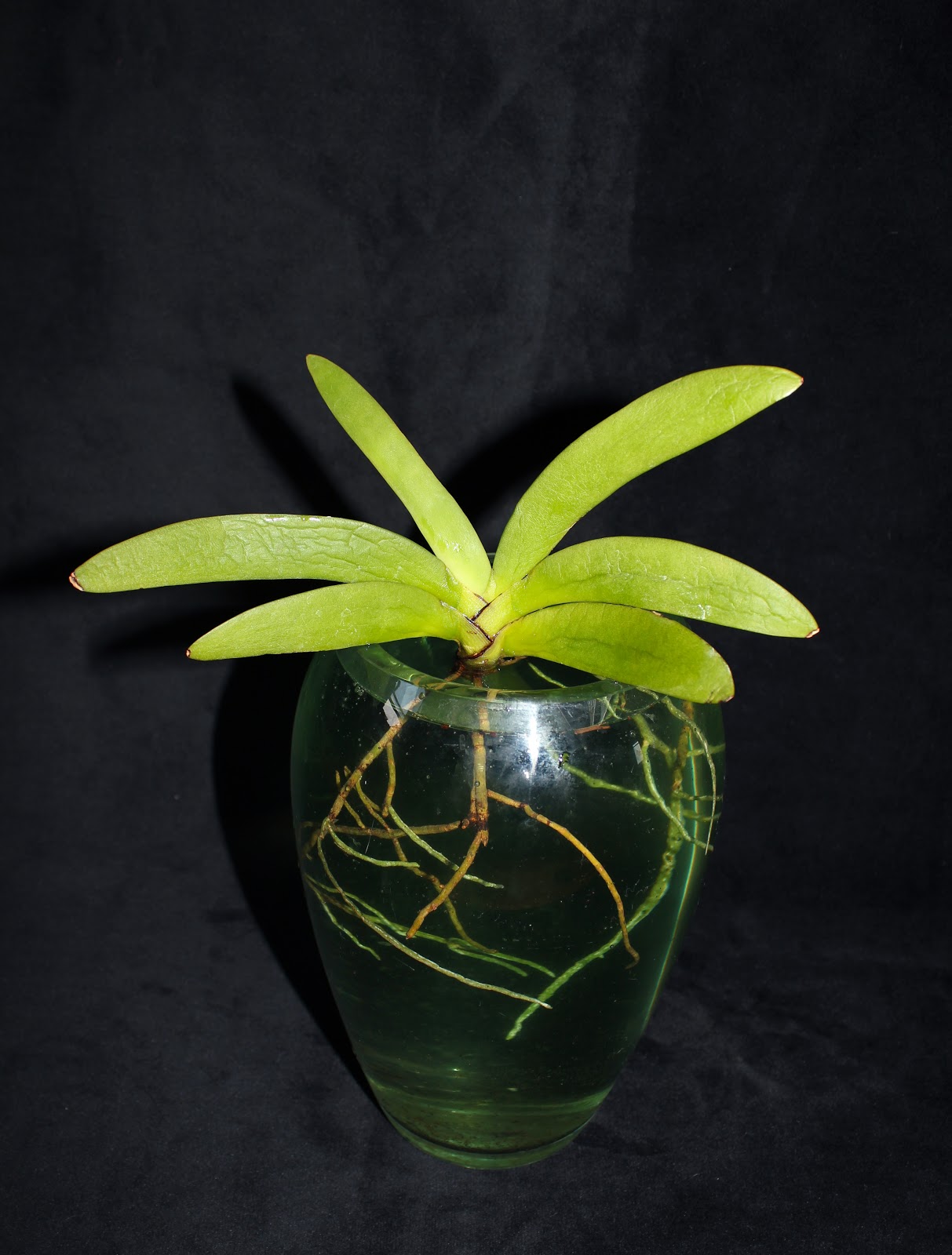 Maria's Orchids: Giving my angraecum leonis a monsoon season