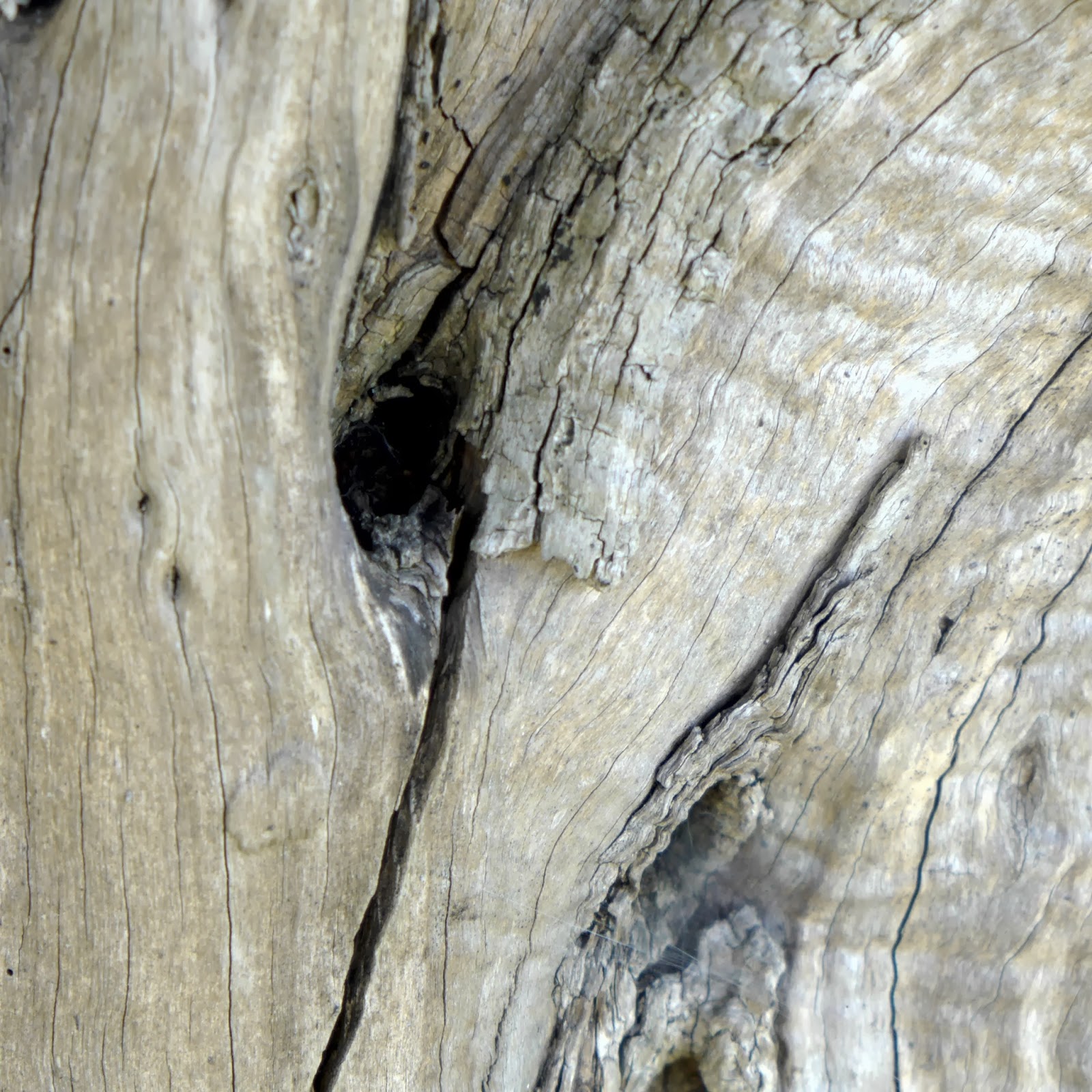 Textura de tronco de color claro | Todas las texturas