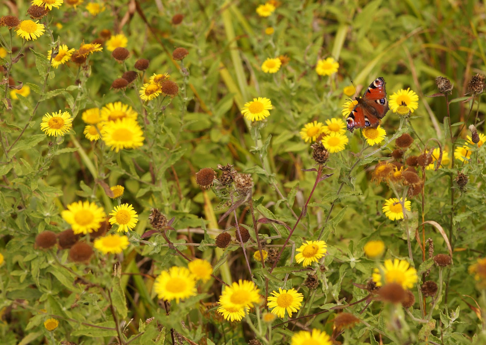 August butterfly spotting in Norfolk - Sophie in the Sticks
