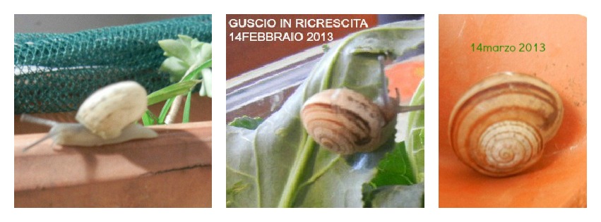 La luna di Stefylu: Post antipatico...o apatico???