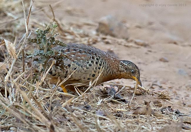 Journey of Joy: BRT + (March 2013)