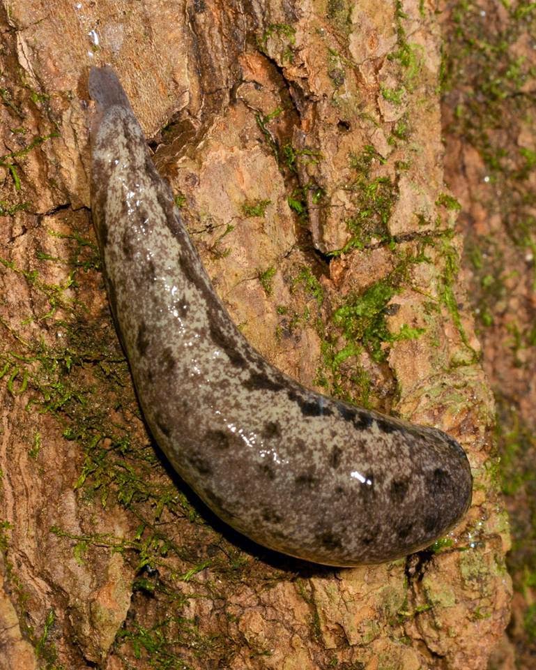 Nature Ramblers: Ramble Report October 30 2014