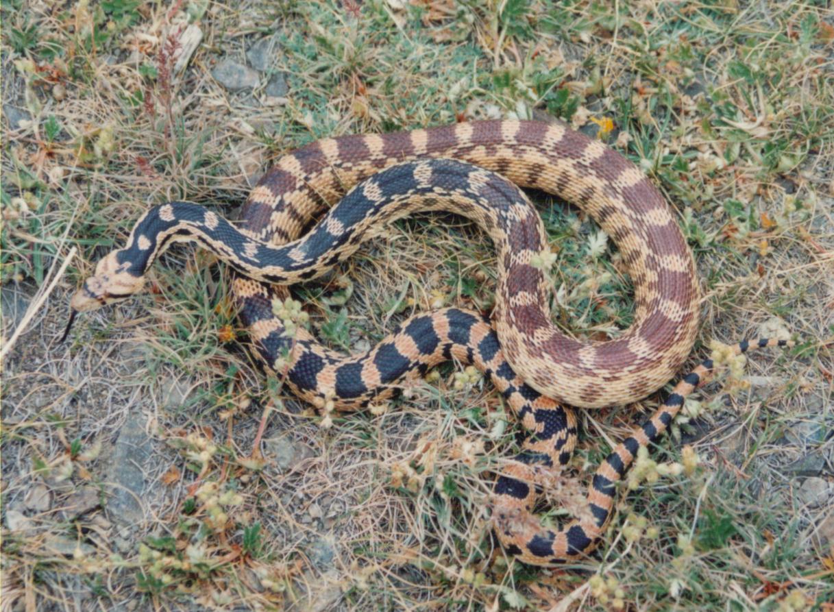 SUJITH SPOT:::::: Most Beautiful & Colorful Venomous Snakes of the World