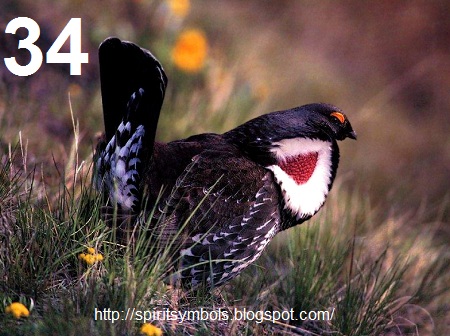 Spirit Symbols: Grouse