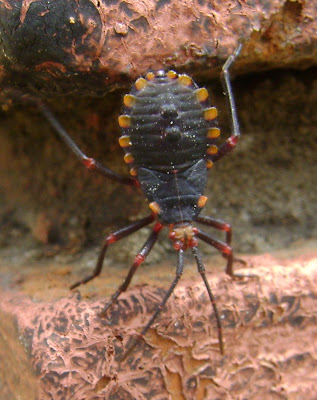 Fotografias de animais: Fede-fede laranja e preto