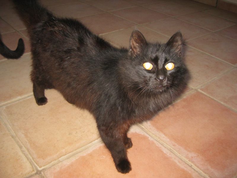 Searching for Ithaka: Demon Cat (picture)