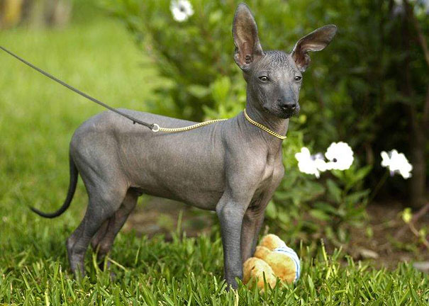 hairless horses which should make you feel surprised