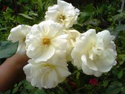 Manfaatkan Gambar Mawar Putih Sebagai Inspirasi Cerdas | Gambar Hidup