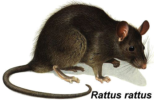 KRK E DINTORNI: RATTUS RATTUS