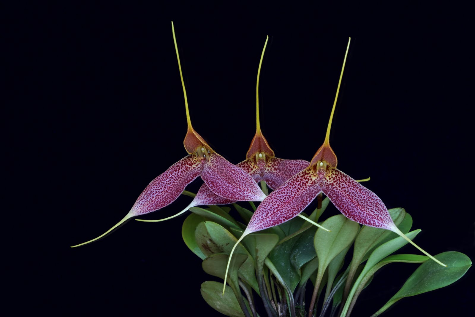 Orchids in Bloom: Masdevallia decumana