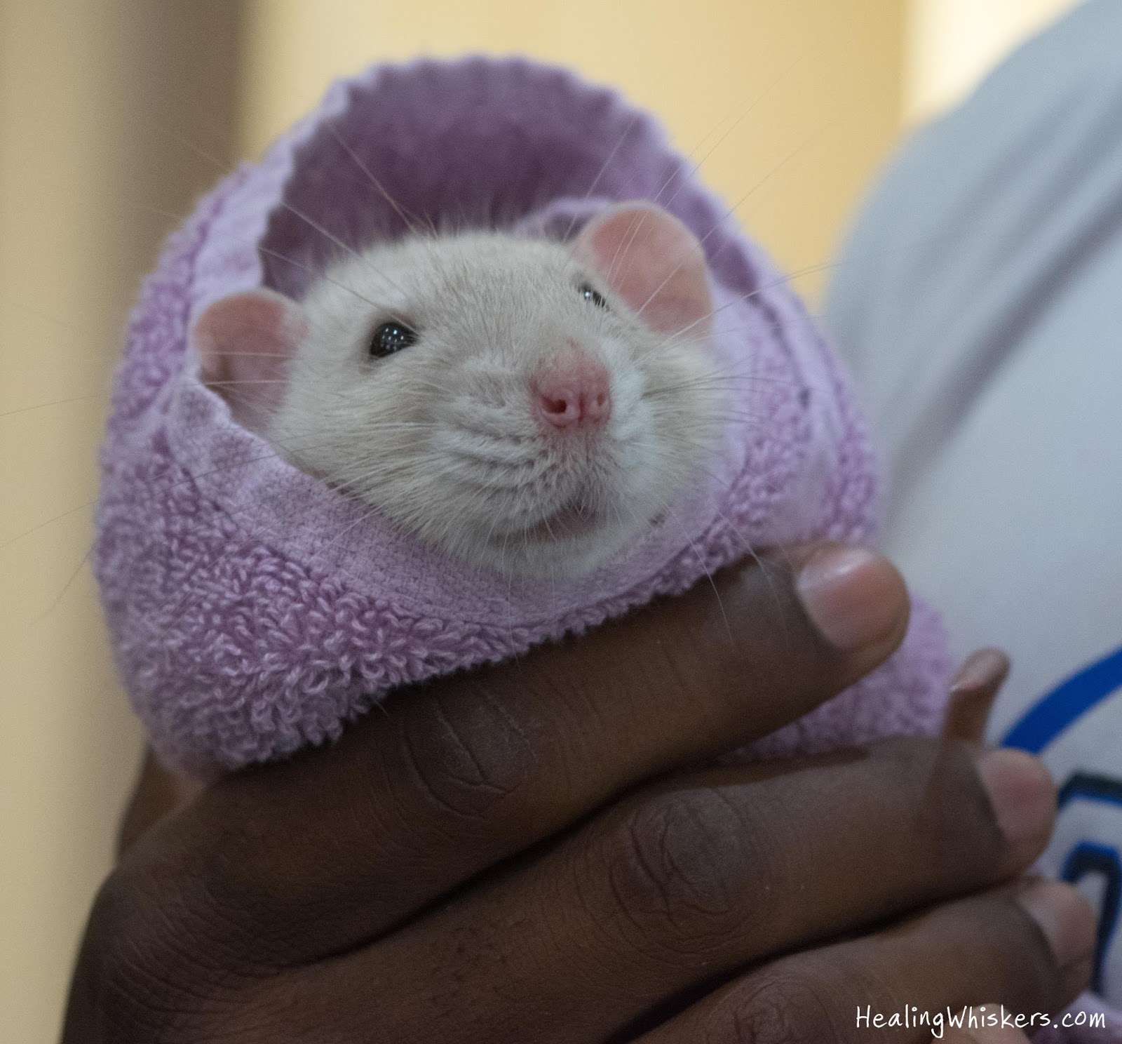 Healing Whiskers: Life of a Therapy Rat: Fall 2017