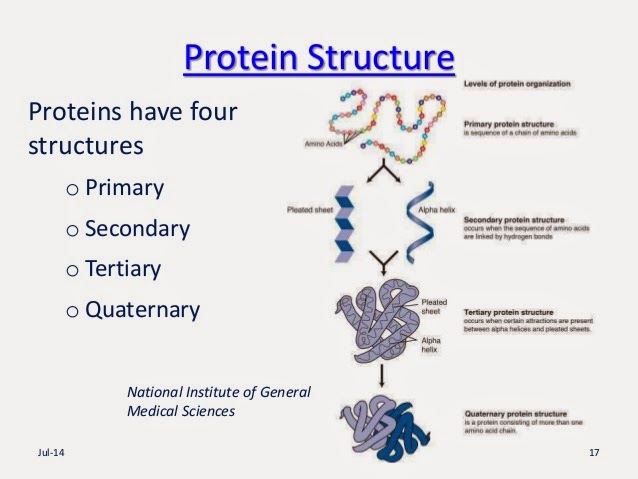 Protein vs Diet : Macromolecule Protein bars