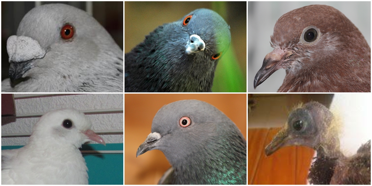 Mis amigas las palomas: Características Paloma Bravía