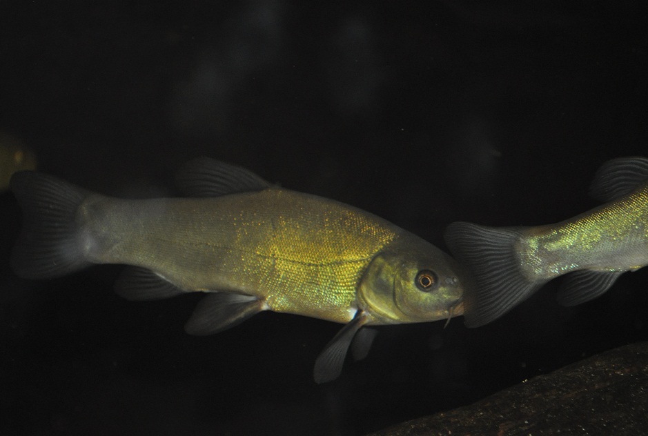 ZOOTOGRAFIANDO (6.100 ANIMALS): TENCA (Tinca tinca)