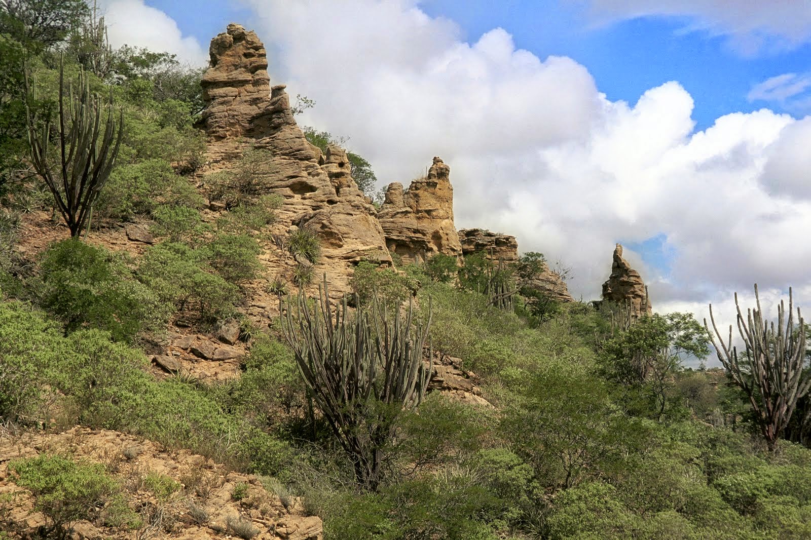 CAATINGA, BIOMA BRASILEIRO