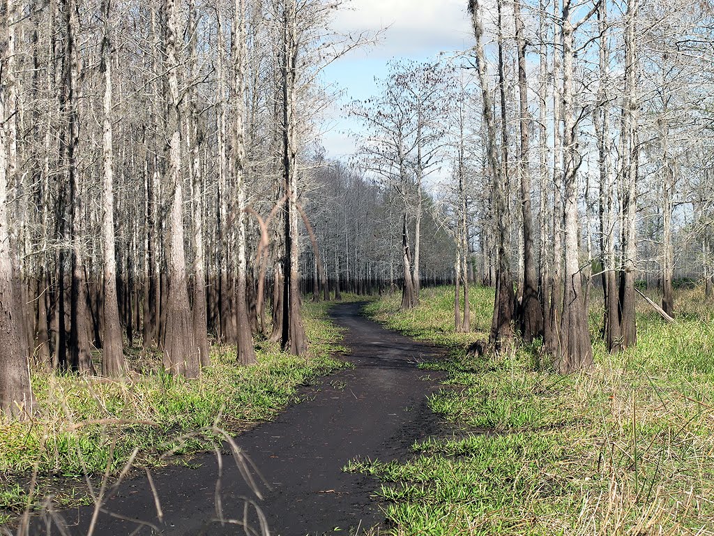 Florida Hikes and Other Outdoor Information : Three Forks Marsh ...