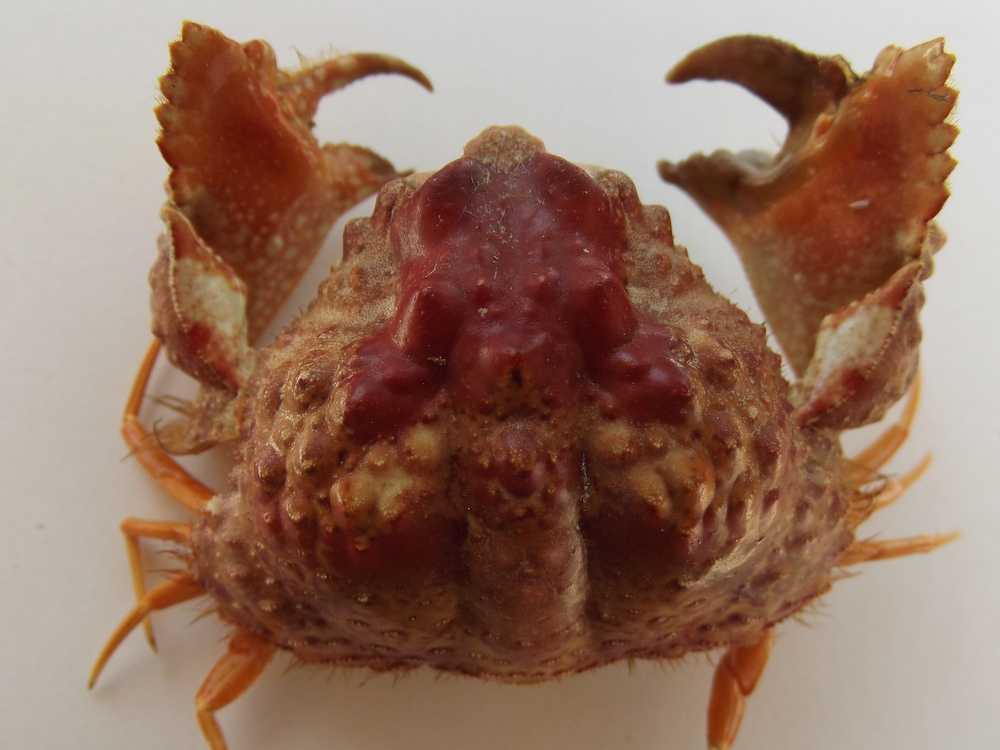 Real Monstrosities: Shame-faced Crab