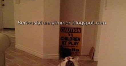 Scar... Brother! Help Me! Cat Lion King! | Seriously Funny Humor