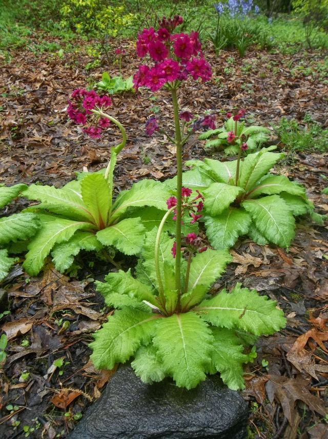 Future Plants by Randy Stewart: Primula