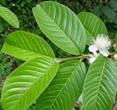 The Malay Medicine: Guava leaves