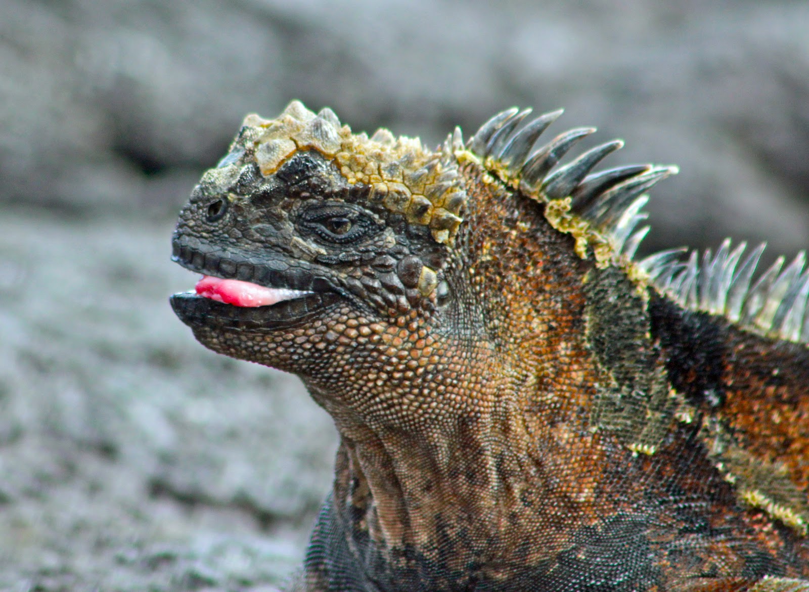 Nature Photography: Galapagos Reptiles & Turtles