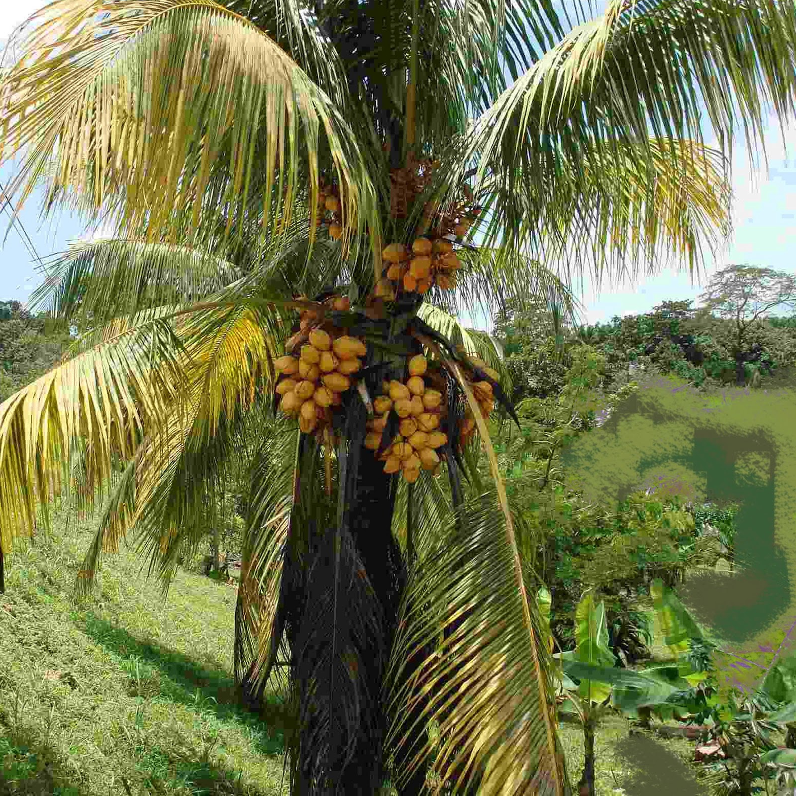 Matas de coco - Imagui