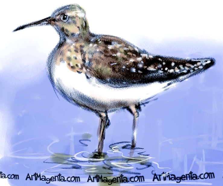 Birds: Sandpipers