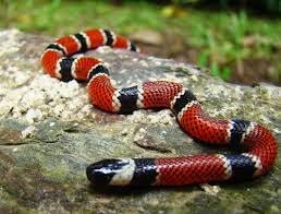 Biologia ao Extremo: DIFERENCIANDO A CORAL VERDADEIRA DA FALSA CORAL