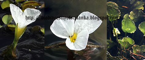 Biodiversity of Sri Lanka: Ducklettuce (Ottelia alismoides)