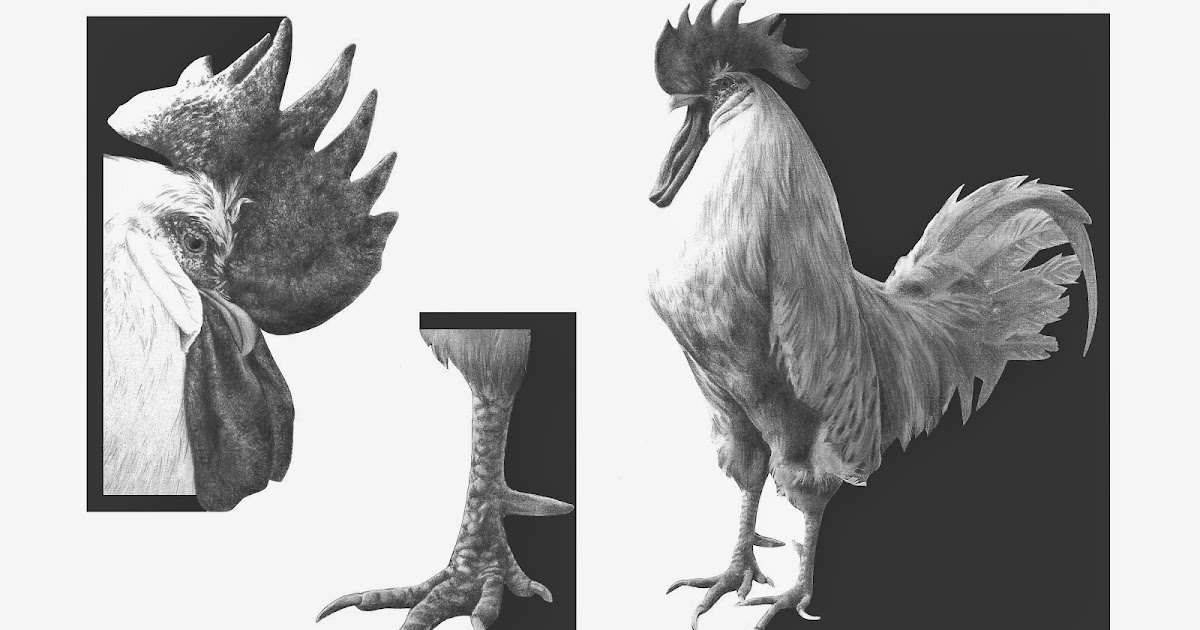 Scientific illustration of my rooster - Zahra Khadem Shariat