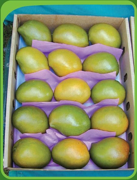 PRODUCCION Y COMERCIALIZACION DEL MANGO