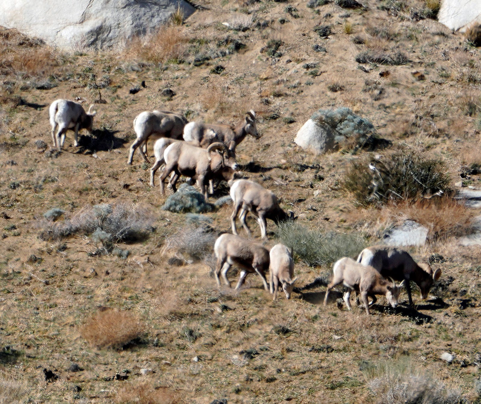Mid Sierra Musings: Sierra Nevada Bighorn Sheep Field Trip 02-02-18