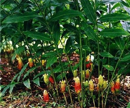 MANFAAT TANAMAN BANGLE SEBAGAI OBAT YANG MUJARAB