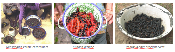 AnthroScopes : Sporadic Snapshots from around the Globe: Edible Insects ...