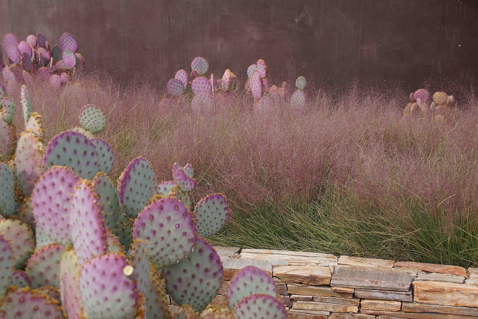 Excellent Xeric Plant Combination