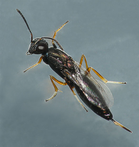 Bug Eric: Wasp Wednesday: Eupelmidae