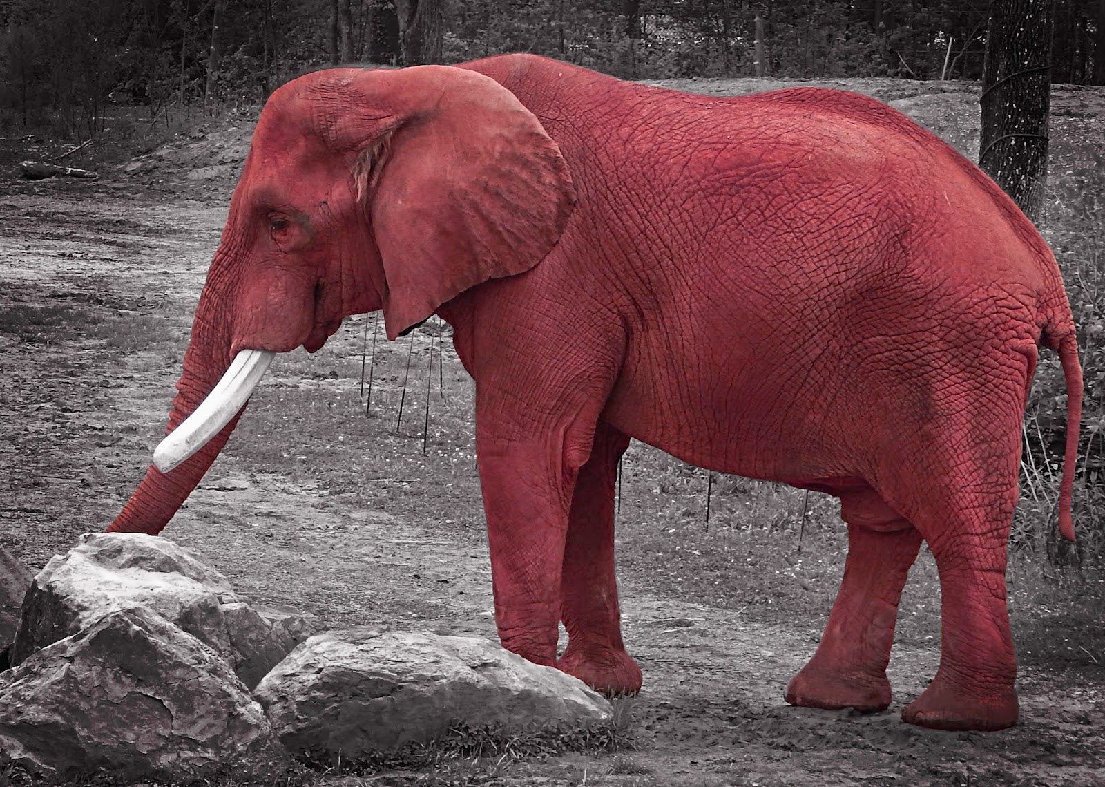 HHS Digital Photo Blog: Samantha W- Elephant