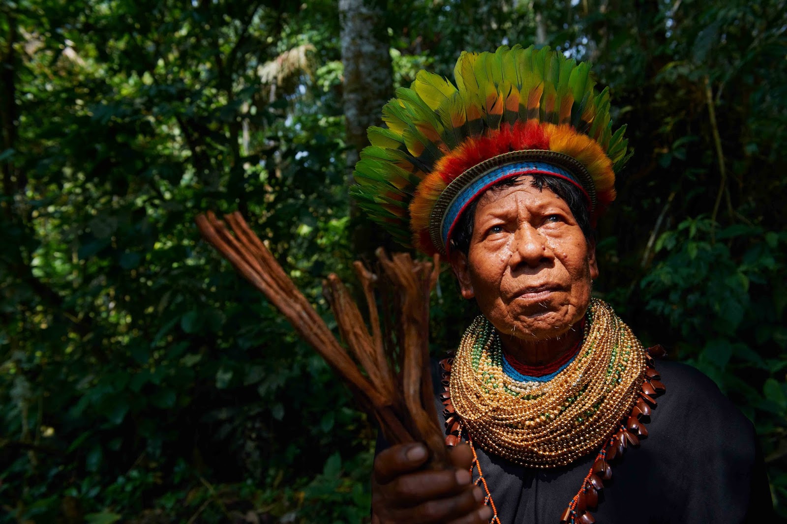 Armonía, Salud y Vida: 15 Secretos indigenas sobre plantas medicinales