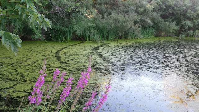Practical Eschatology: A Local Pond