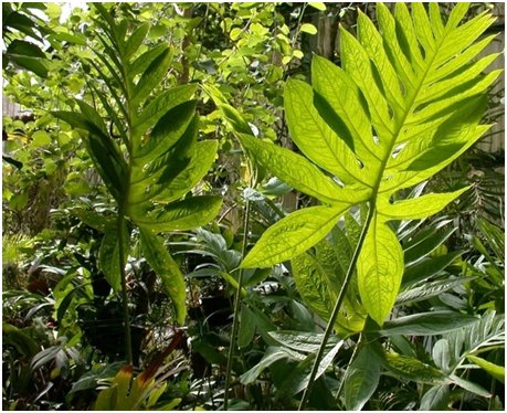 Herbal plants of Sri Lanka: Kohila (Lasia Spinosa)